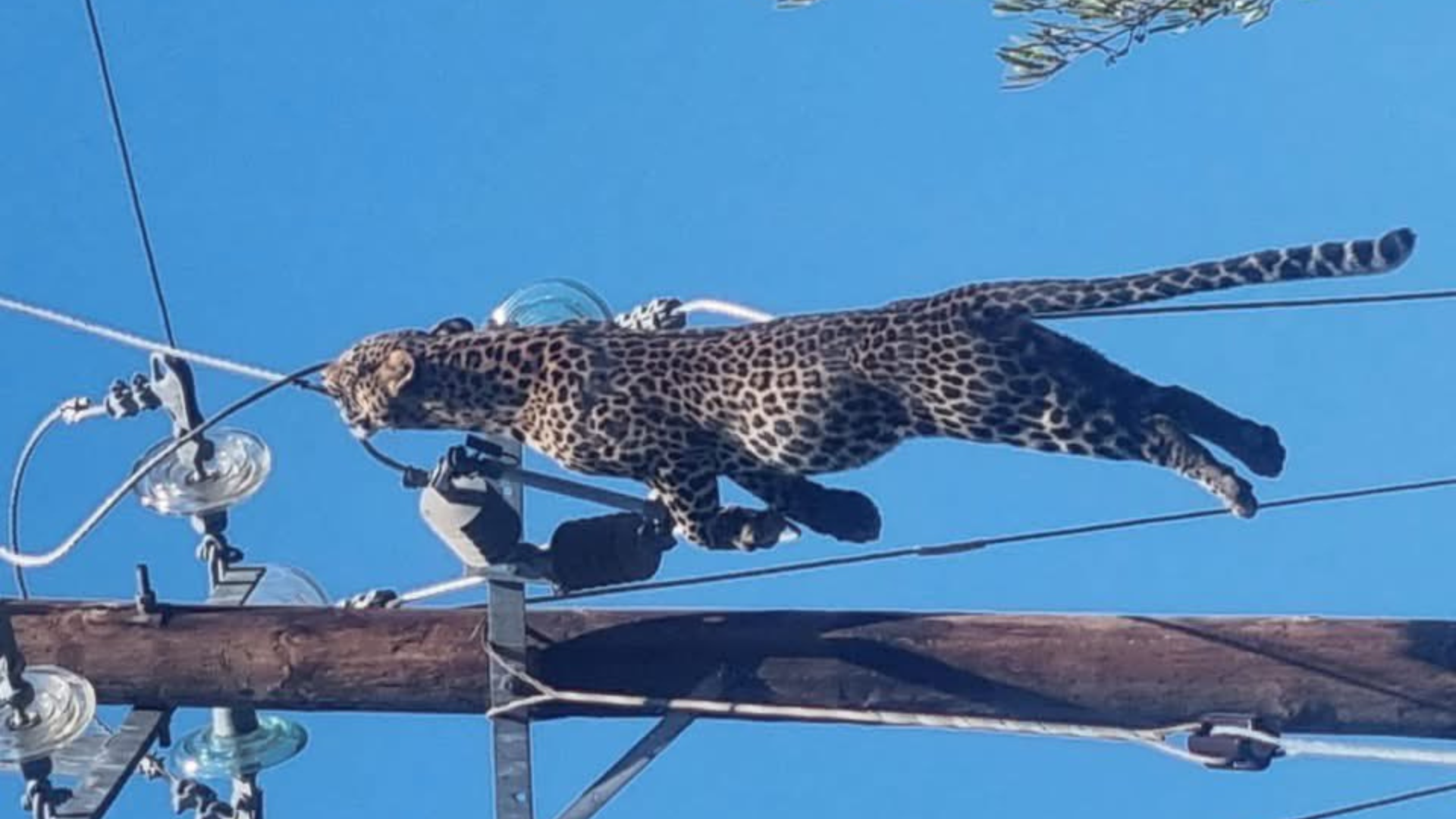 Leopard Electrocuted Near Worcester After Climbing Power Pole